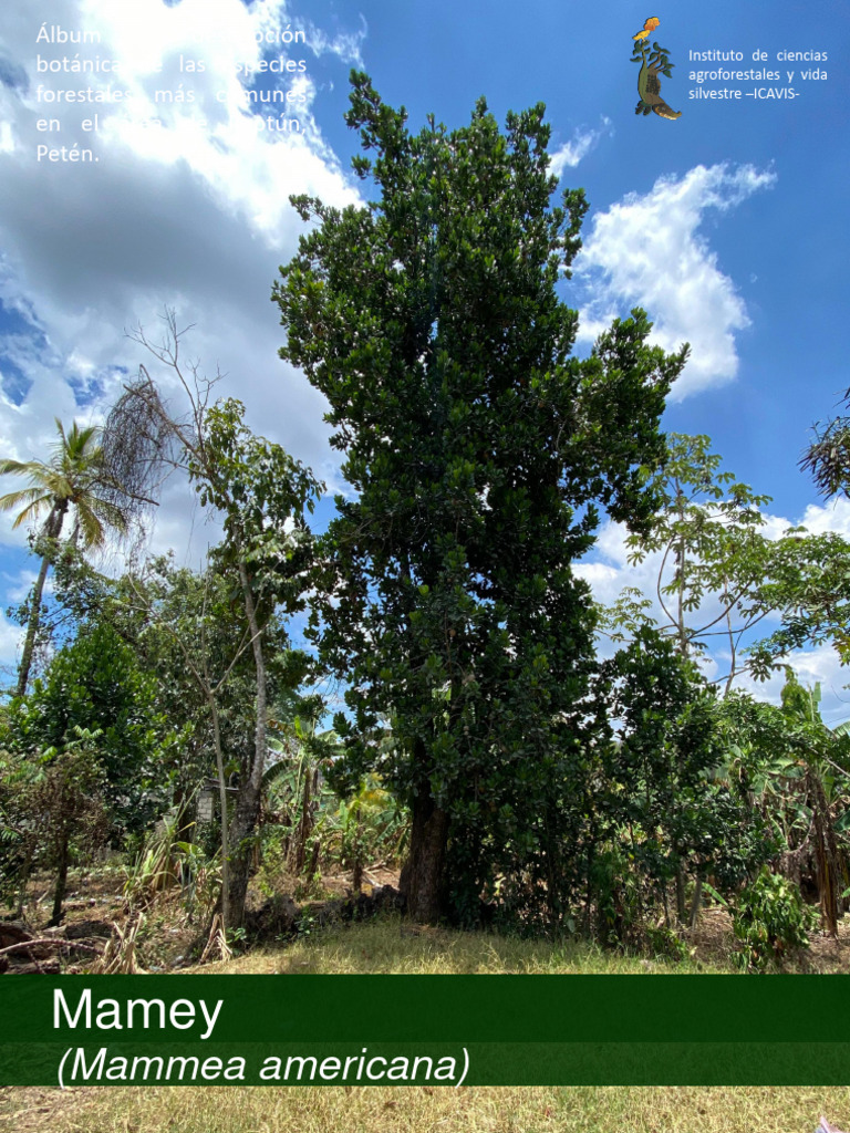 Características del Mamey (Mammea americana) | PDF | Botánica | Arboles