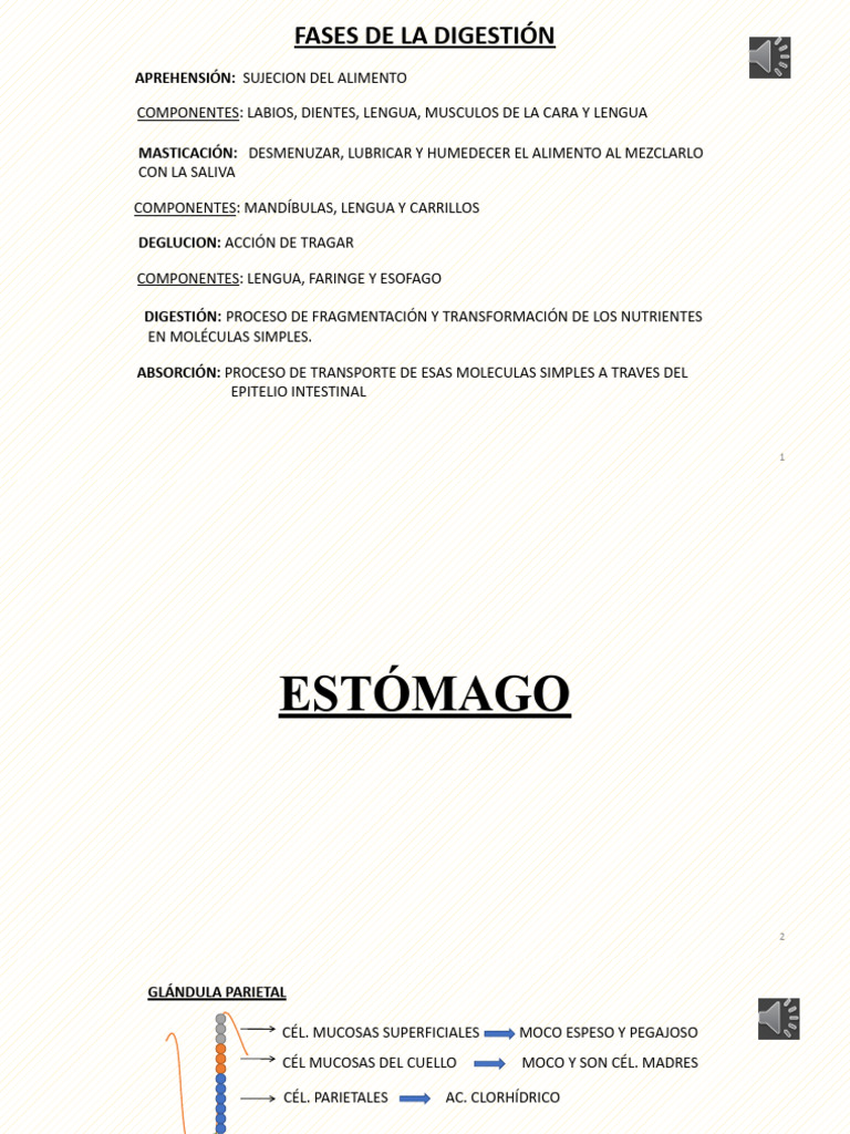 Fases y Procesos de la Digestión | PDF | Digestión | Bilis