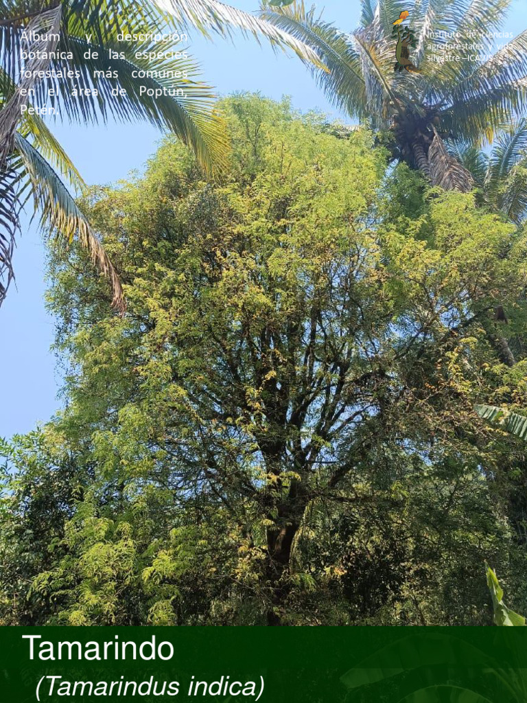 Tamarindo (Tamarindus Indica) | PDF | Plantas | Botánica