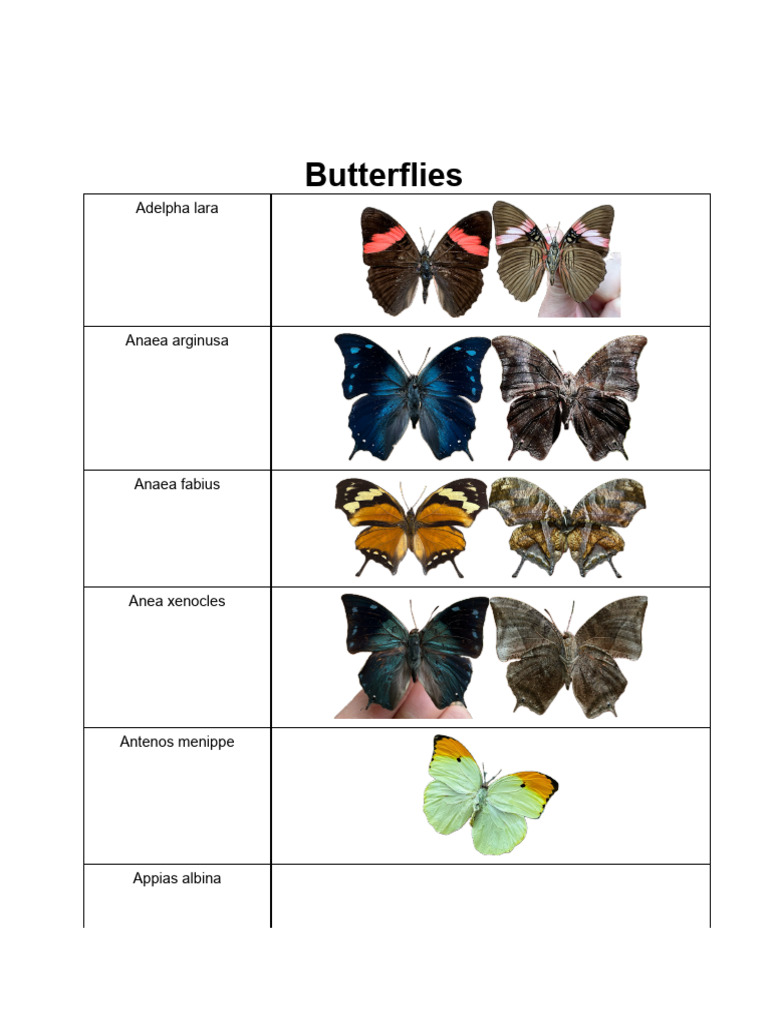 Little Caterpillar Butterfly Identification | PDF | Butterfly | Lepidoptera