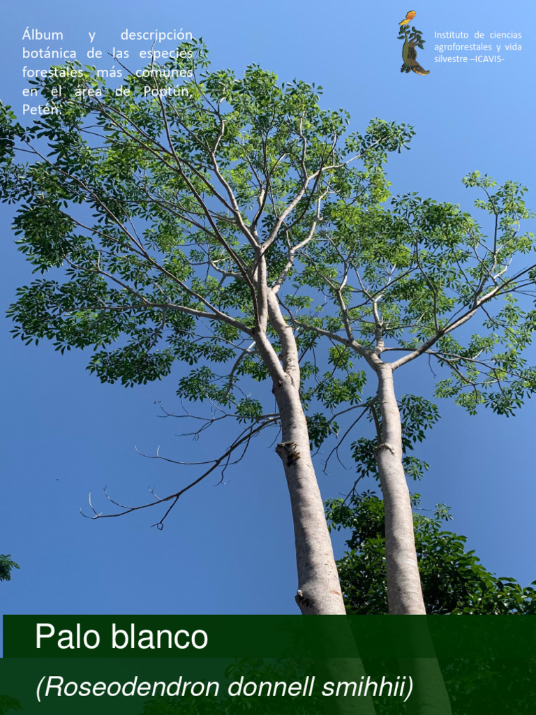 Palo Blanco (Roseodendron Donnell Smithii) | PDF