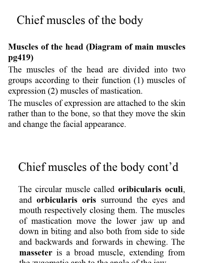 Major Muscles of the Human Body | PDF | Pelvis | Abdomen
