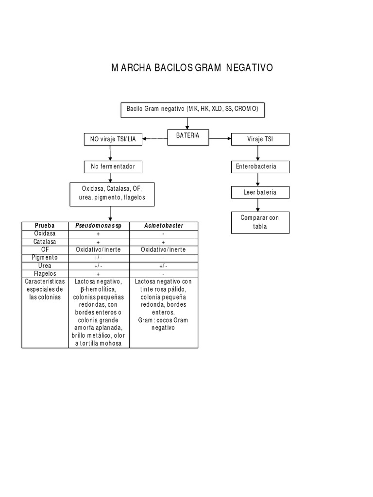 Reacciones Bioquímicas de Bacilos Gram Negativo | PDF | Bacterias Gram ...