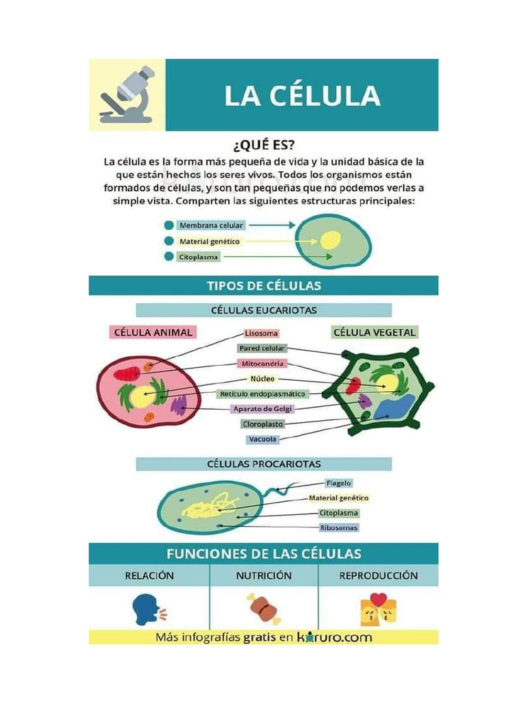 La Celula | PDF