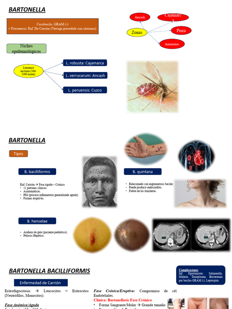 Bartonella: Enfermedades y Tratamientos | PDF | Enfermedades y trastornos | Medicina CLINICA