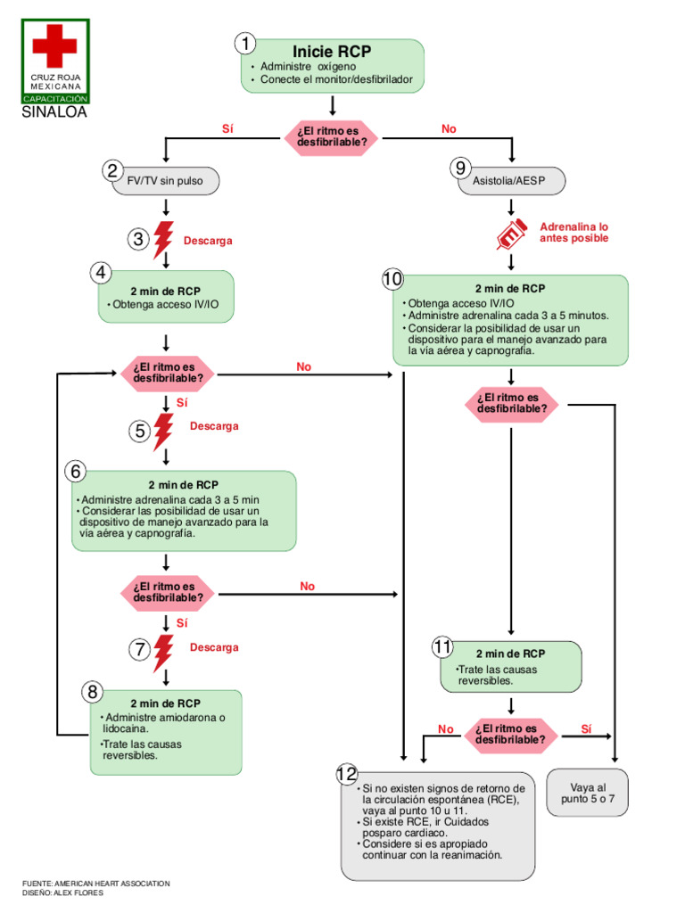 Guía RCP y Desfibrilación Avanzada | PDF | Reanimación cardiopulmonar | Sistema cardiovascular