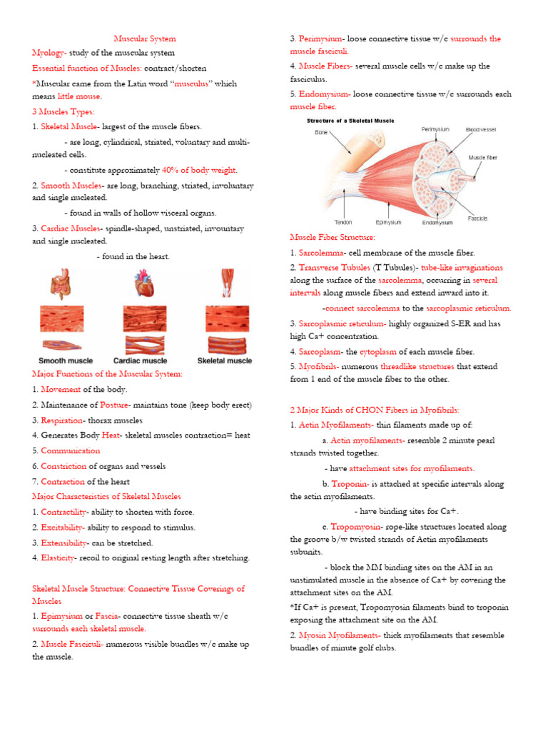 Muscular System | PDF | Muscle Contraction | Foot
