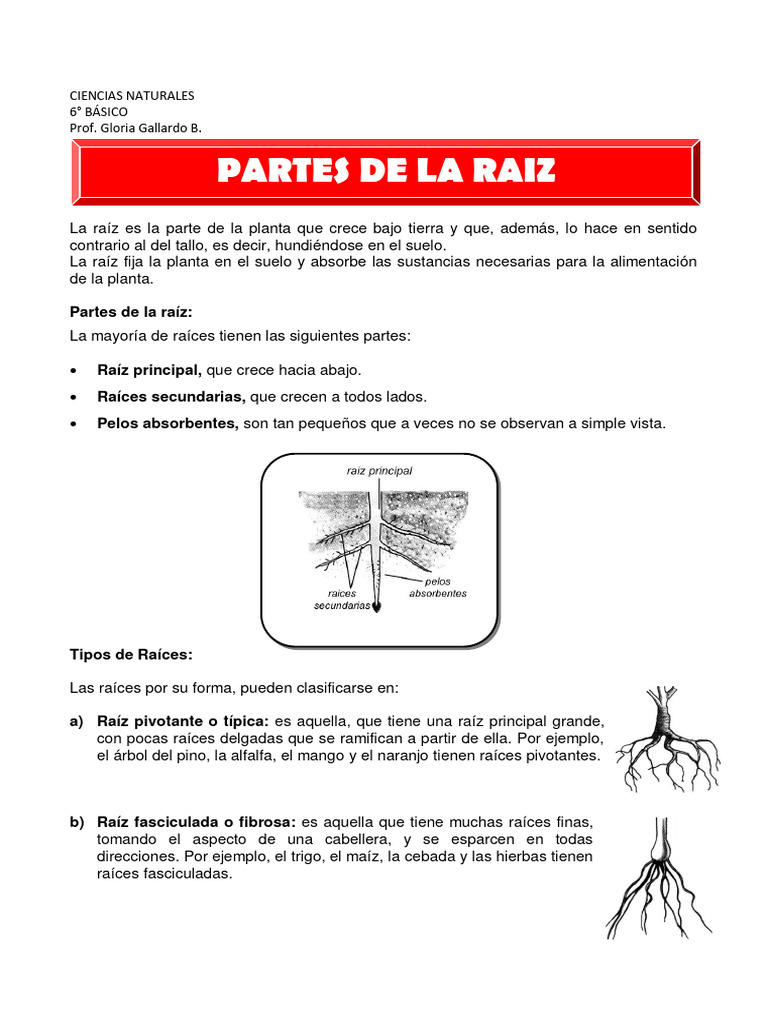 Partes-de-la-Raiz | PDF | Raíz | Plantas