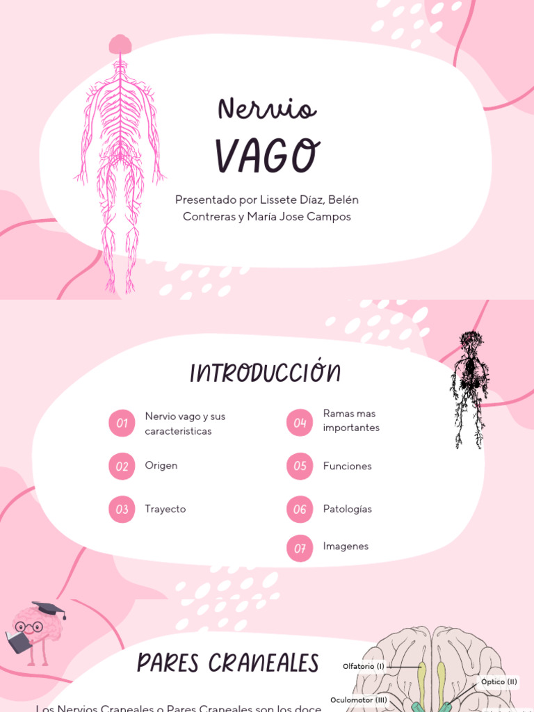 Características y funciones del nervio vago | PDF | Nervio vago | Anatomía