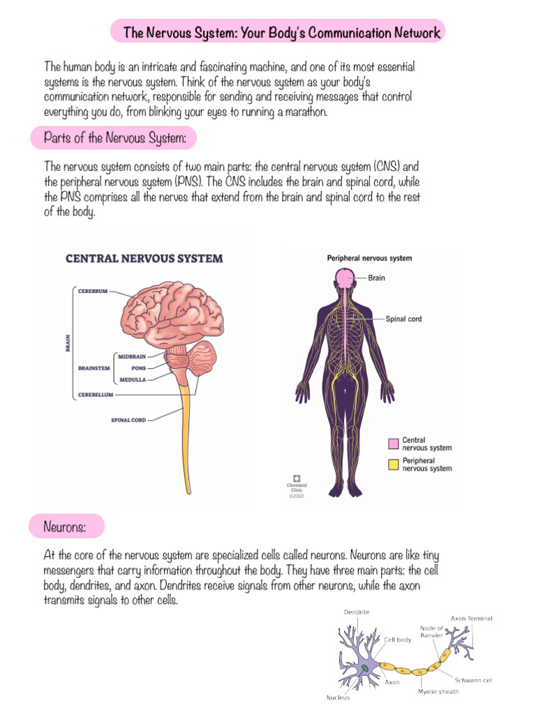 Understanding the Nervous System | PDF