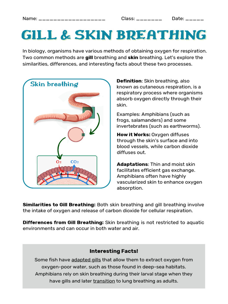 Skin Breathing and Gill Breathing | PDF | Gill | Respiratory System