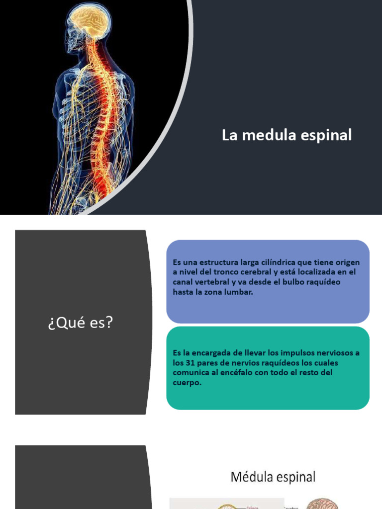 MEDULA-ESPINAL.-2 | PDF | Médula espinal | Sistema nervioso