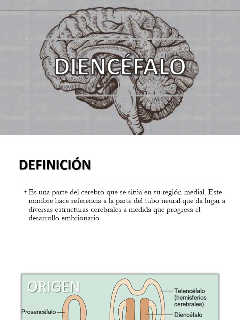 Diencéfalo | PDF | Hipotálamo | Cerebro