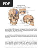Visual Pathway | PDF | Visual System | Cerebral Cortex