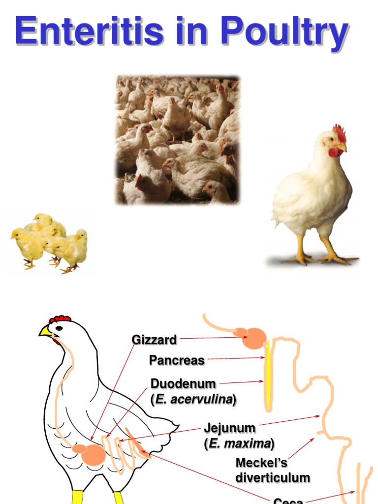 Understanding Enteritis | Gastrointestinal Tract | Bacteria