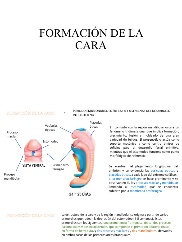 FORMACIÓN DE LA CARA | PDF | Rasgos faciales | Cara