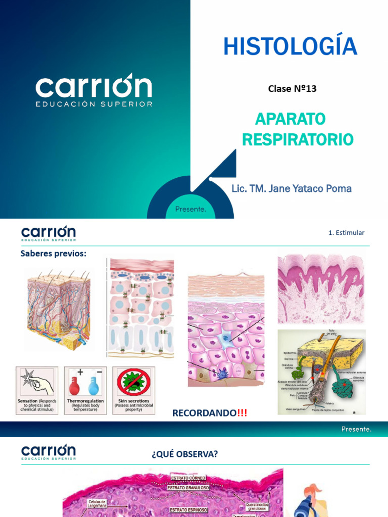 Clase 13-Aparato Respiratorio | PDF | Sistema respiratorio | Pulmón