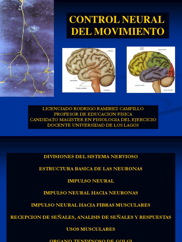 Control Neural Del Movimiento | Neurona | Sistema nervioso