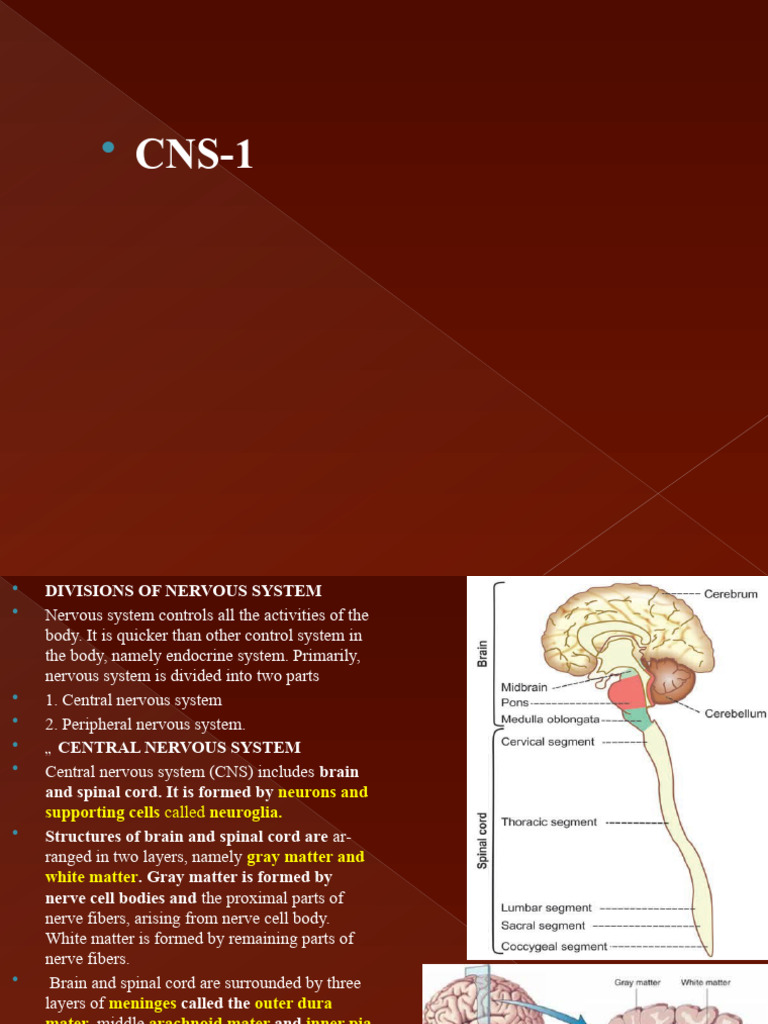 CNS 1 | Download Free PDF | Neuron | Nervous System