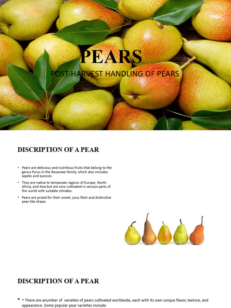 POST-HARVEST PHYSIOLOGY of Pears | PDF | Pear