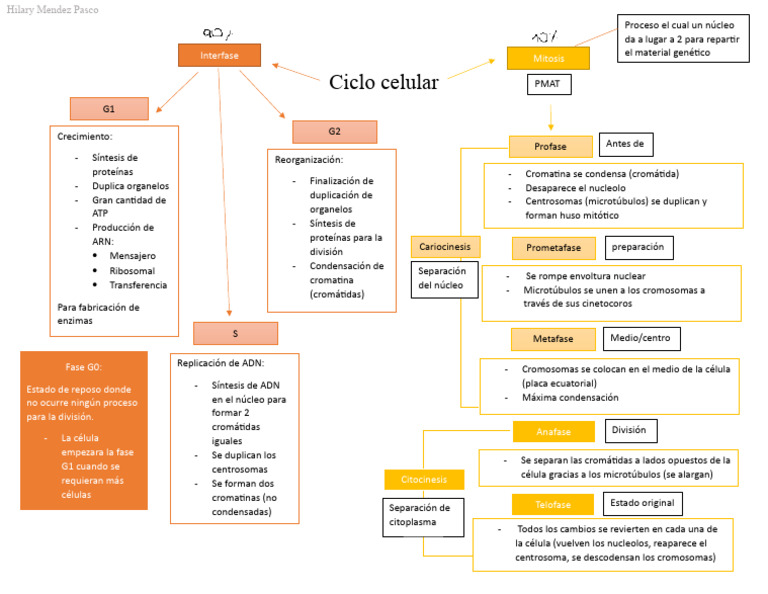 Proceso del Ciclo Celular y Mitosis | PDF | Mitosis | Biología Molecular