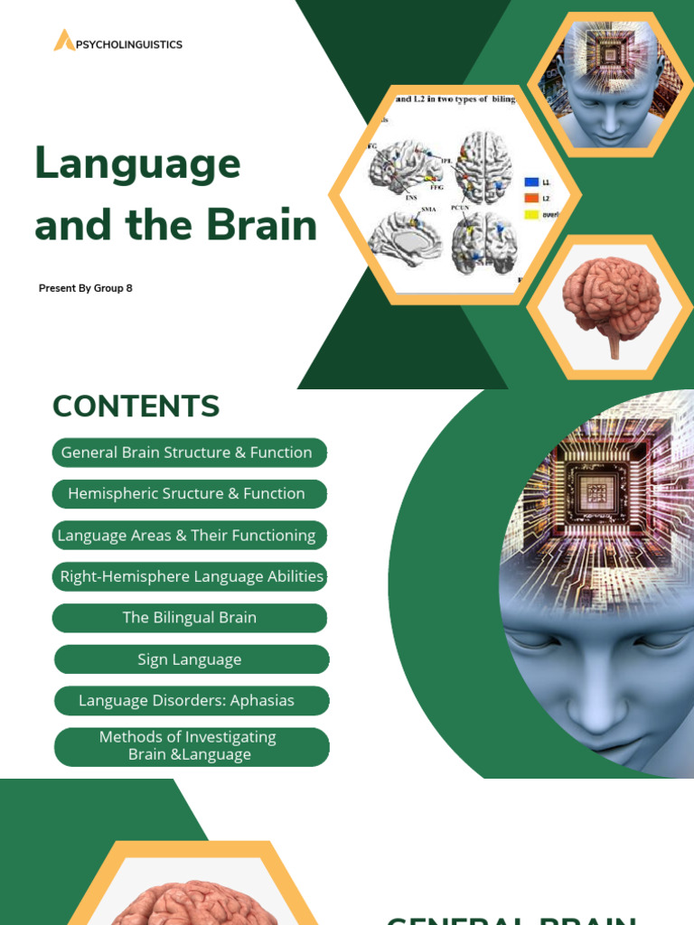Language and Brain Function Overview | PDF | Lateralization Of Brain ...