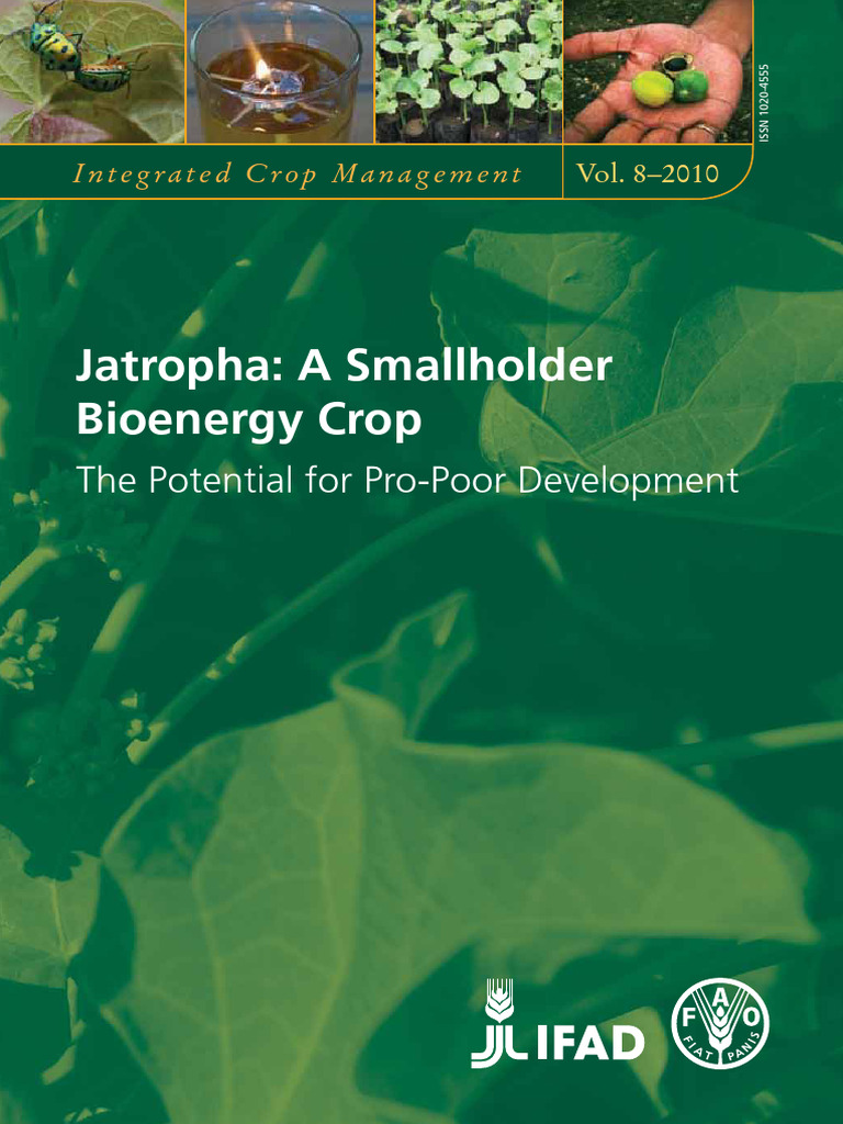 Jatropha | PDF | Biofuel | Biodiesel