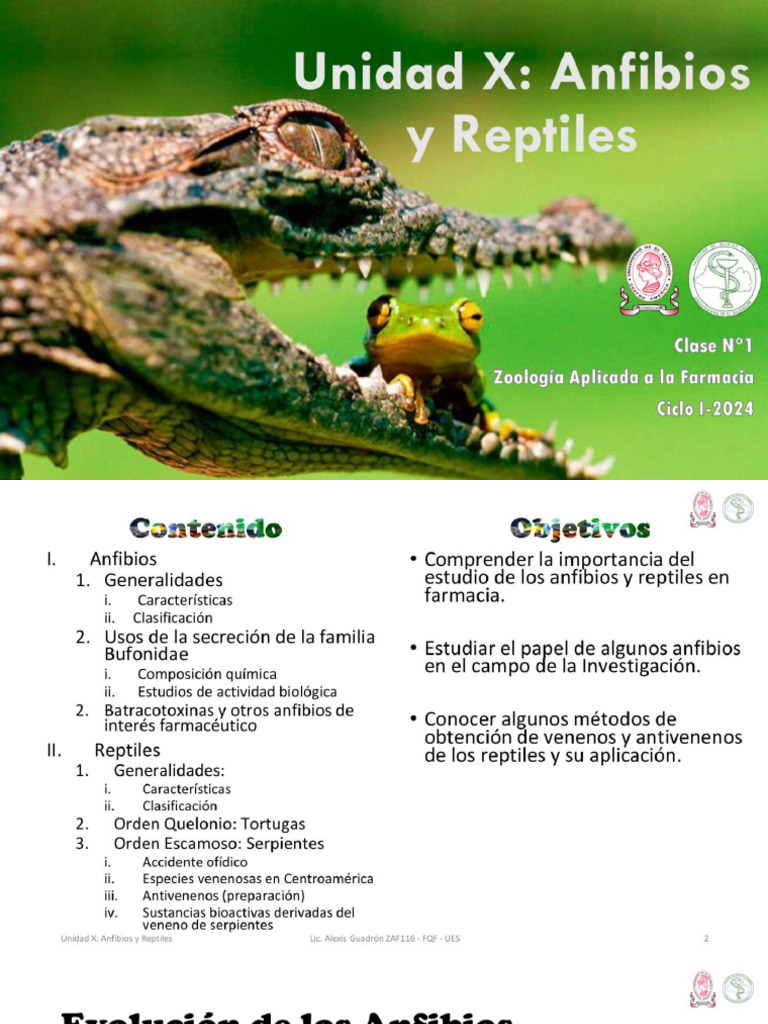 Unidad X Anfibios y Reptiles 2024 CLASE 1 | PDF