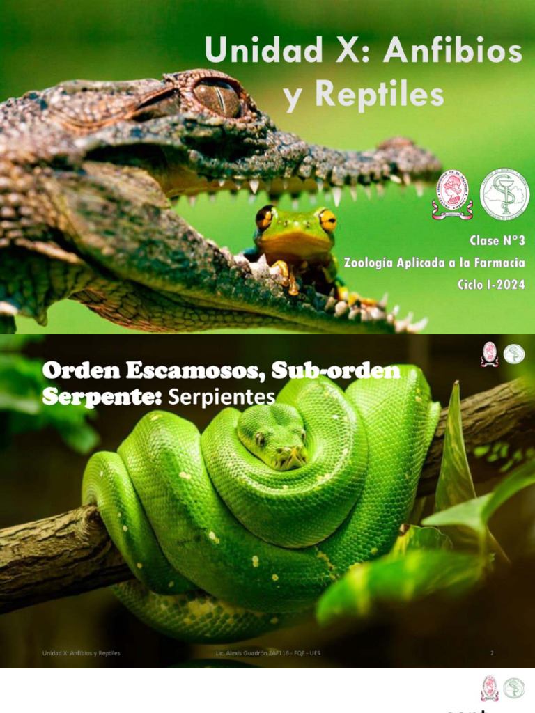 Unidad X Anfibios y Reptiles 2024 CLASE 3 | PDF