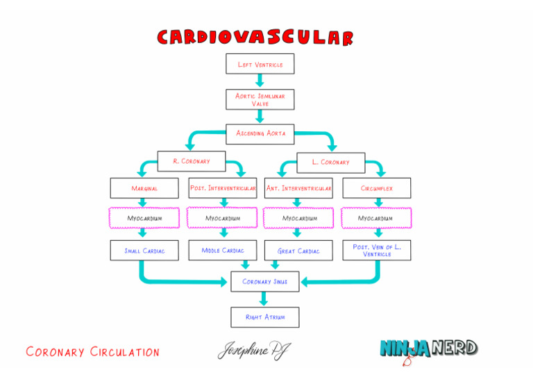 Circulatory System] Coronary Circulation - Key (1) | PDF