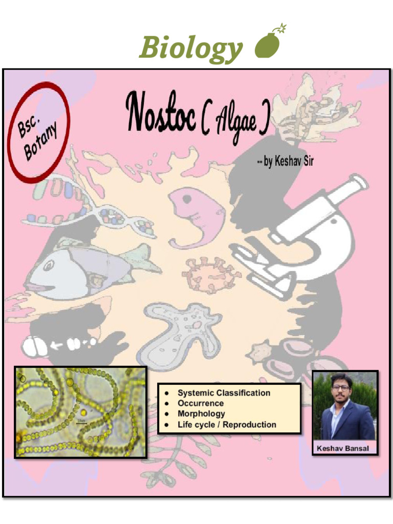 Nostoc (Algae) by Biology Bomb | PDF | Cyanobacteria | Cell (Biology)