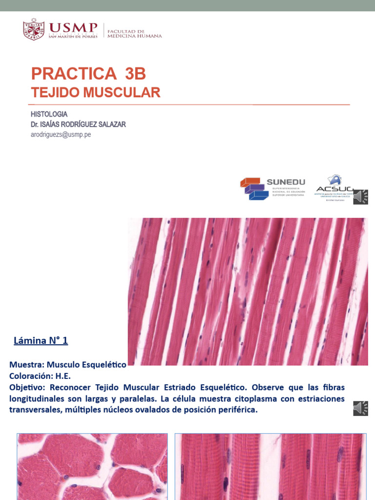 Práctica 3B-Tejido Muscular | PDF | Músculo | Tejido suave
