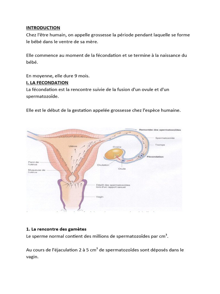 De la fécondation à l'accouchement | PDF | Accouchement | Fécondation