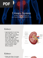 Excretory System of Frog | PDF | Kidney | Urinary System