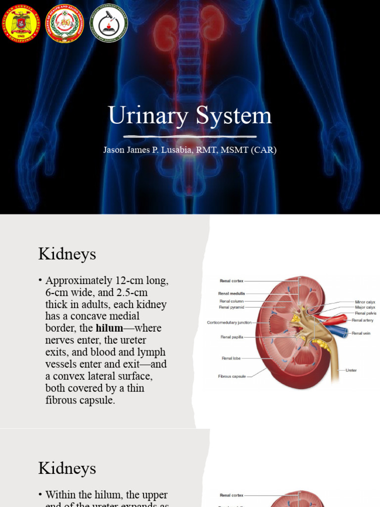 Urinary_System | PDF | Kidney | Urinary System