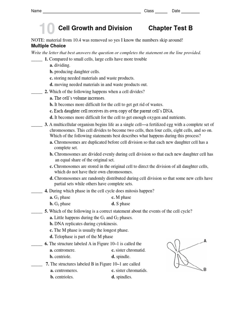 Bio Worksheet | PDF | Mitosis | Cell Cycle