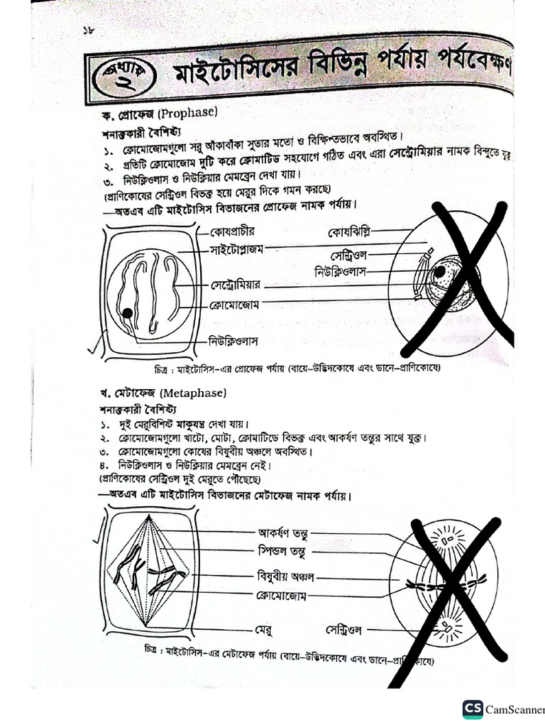 Botany Practicals 3 | PDF