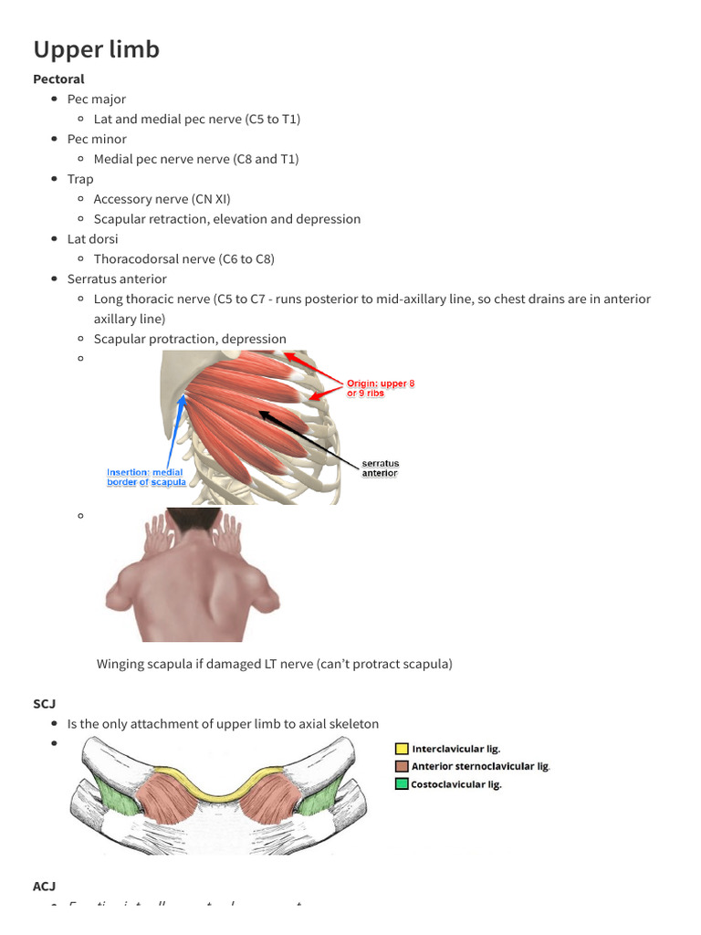 Upper Limb 1 | PDF | Thumb | Hand
