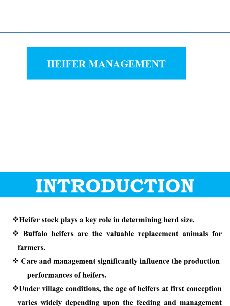 Heifer Management | PDF | Cattle | Dairy Cattle