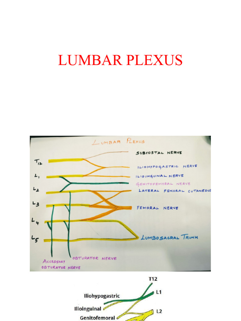 Lumbo - Sacral Plexus | PDF | Human Leg | Lower Limb Anatomy