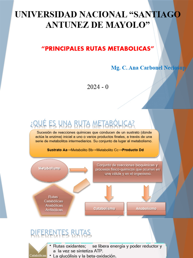 SEMANA Nro. 05 PRINCIPALES RUTAS METABOLICAS | PDF | Dieta y nutrición | Química