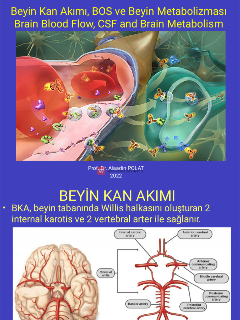17 MTÜ beyin kan akımı bos ve beyin metab_240306_152026 | PDF