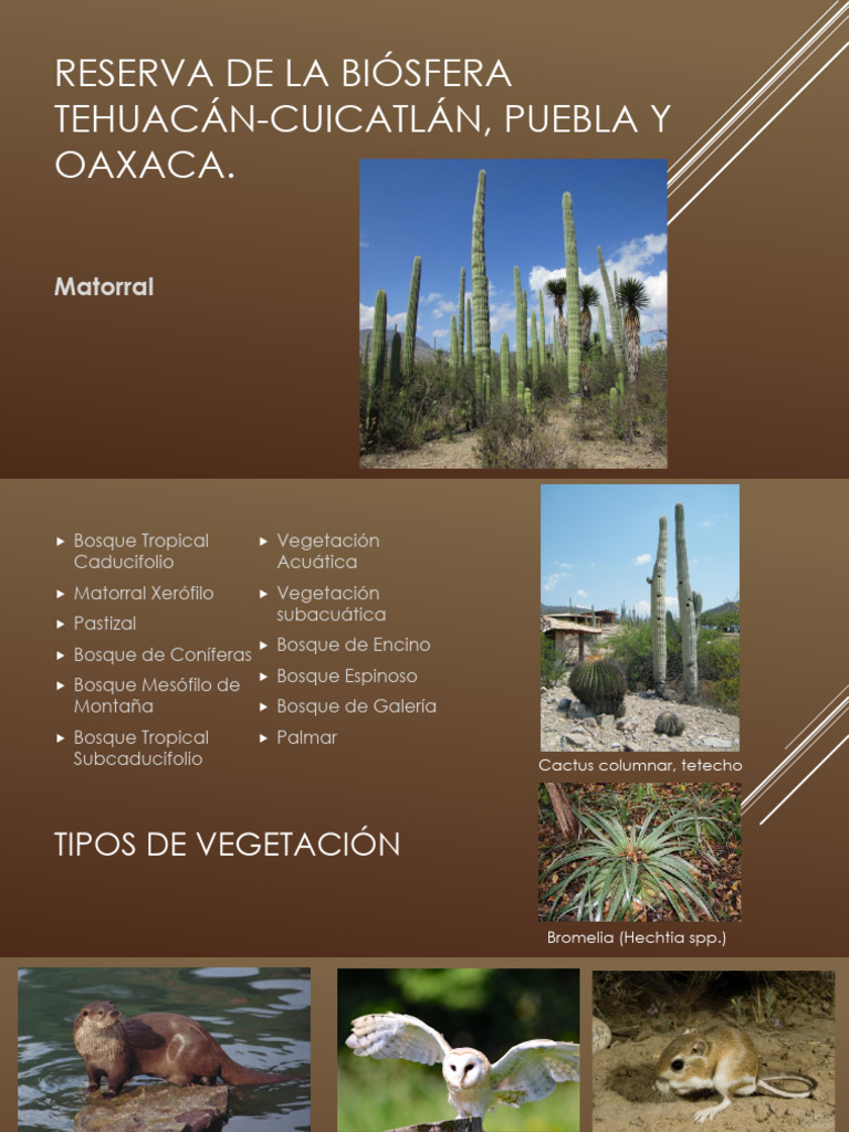 Fauna del Matorral Xerófilo en Tehuacán | PDF