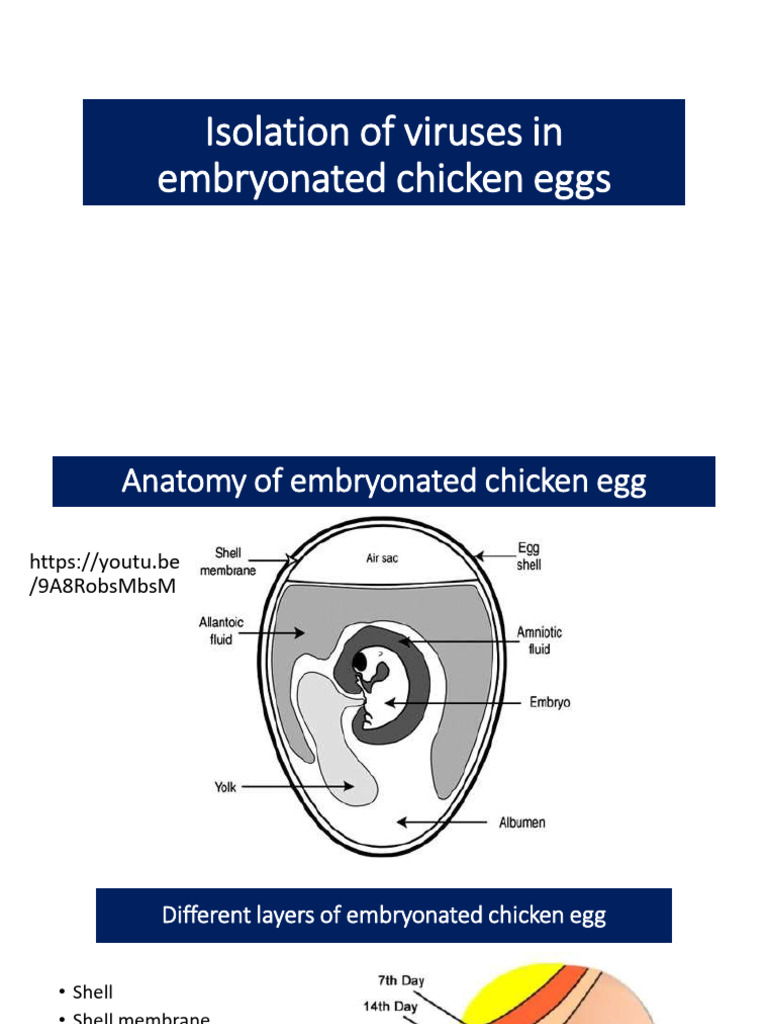 Embrynated Chicken Egg Inoculation - 020759 | PDF | Egg | Yolk