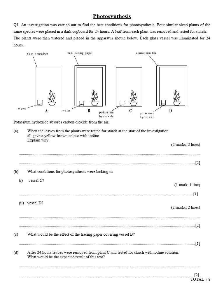 Grade 8 Test Phhotosynthesis | PDF | Photosynthesis | Biology