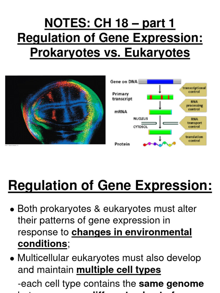 NOTES - CH 18 Part 1 - Gene Expression - Bacteria - NEW - Slideshow ...