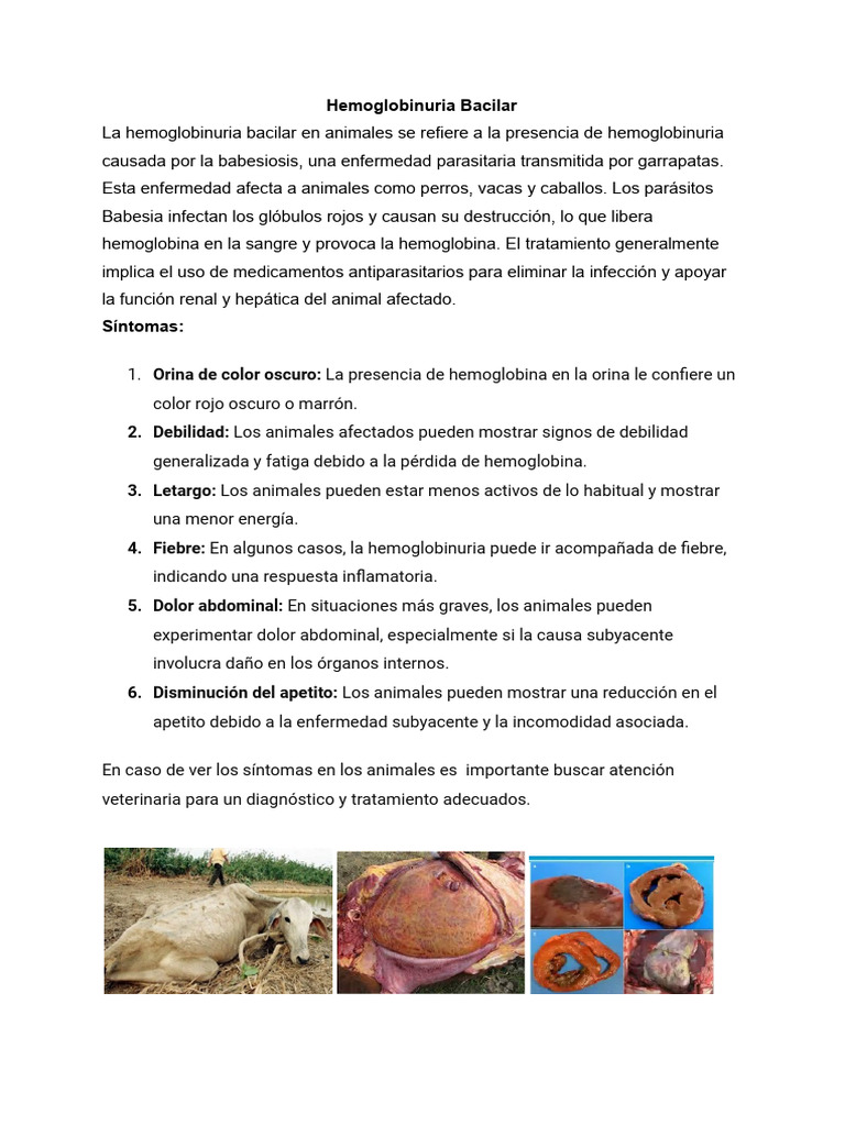 Hemoglobinuria y Edema Maligno en Animales | PDF | Inflamación ...