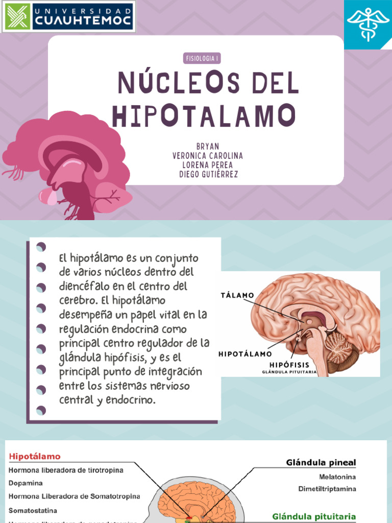 Funciones de los Núcleos Hipotalámicos | PDF | Hipotálamo | Sistema ...
