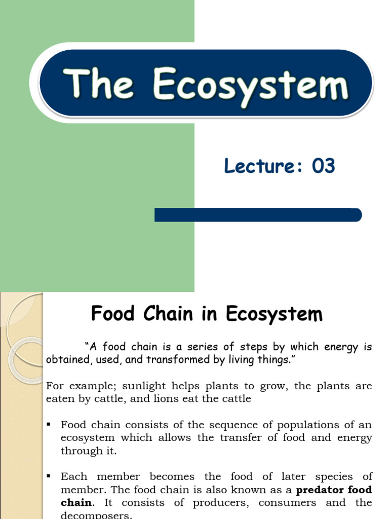 Lecture 03 Ecosystem Pdf Aquatic Ecosystem Food Web