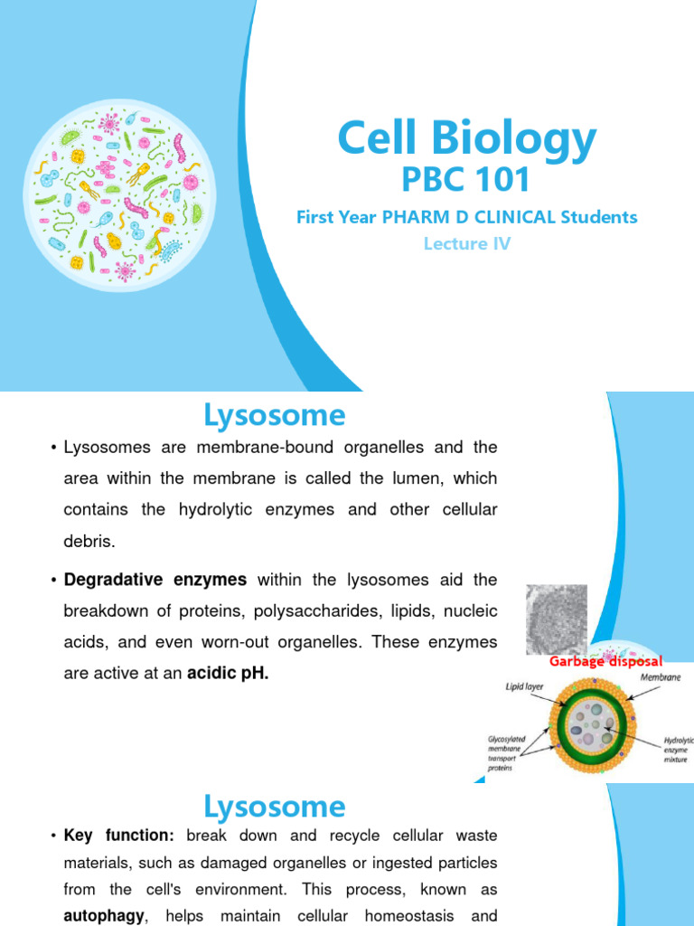 PBC101_LEC4_SP2024 | PDF | Lysosome | Cell (Biology)